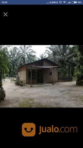 Kebun Sawit SUMUT di Kab. Serdang Bedagai, Sumatera Utara | Jualo.com