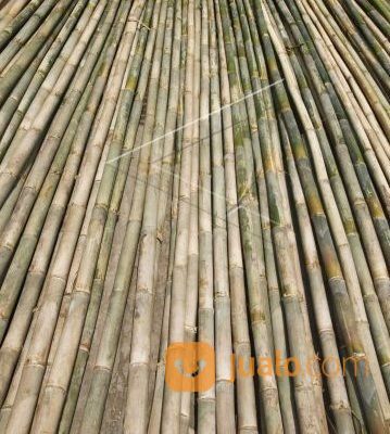 Bambu Apus Untuk Keperluan Proyek di Kab. Pasuruan, Jawa Timur | Jualo.com
