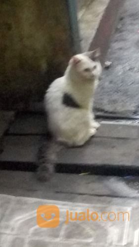 Kucing Anggora Britis Mix Persmed,, Silucu Dan Si Manja.... di Kota ...