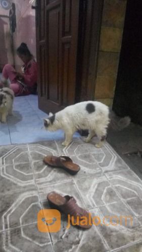 Kucing Anggora Britis Mix Persmed,, Silucu Dan Si Manja.... di Kota ...