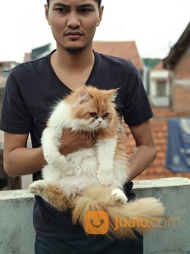 Kucing Persia Flatnose No Mix di Kota Bandung, Jawa Barat | Jualo.com