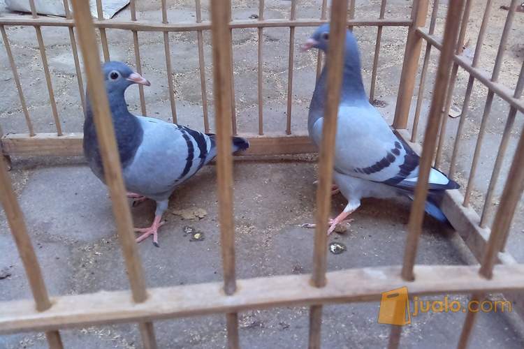 Sepasang Anak Merpati Pos Bagus di Kota Magelang, Jawa Tengah | Jualo.com