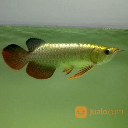 Arowana Arwana Golden Cross Back 24 K Karat Malaysia Singapura di Kota ...