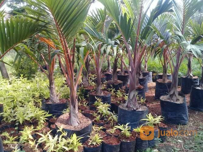 Pohon Palem Botol 081292127731 di Kota Tangerang, Banten | Jualo.com