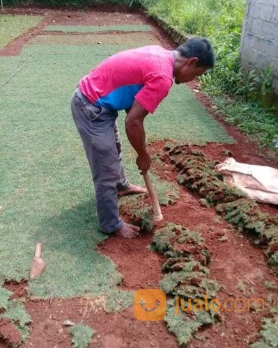 Tanam Rumput Golf Hidup Untuk Hiasan Taman Rumah Yang Super Hijau di ...