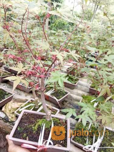 Pohon Maple/Jepang di Kota Bogor, Jawa Barat | Jualo.com