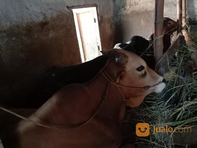 Harga Sapi Kurban 2019 Di Malang di Kab. Malang, Jawa Timur | Jualo.com