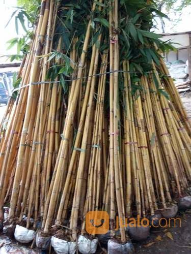 Bambu Kuning Bali Untuk Pager Tembok di Kota Bogor, Jawa Barat | Jualo.com