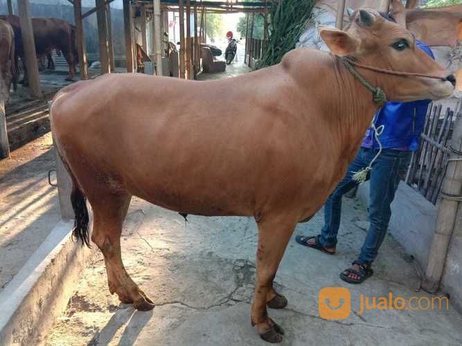 Sapi Qurban 2019 di Kota Surabaya, Jawa Timur | Jualo.com