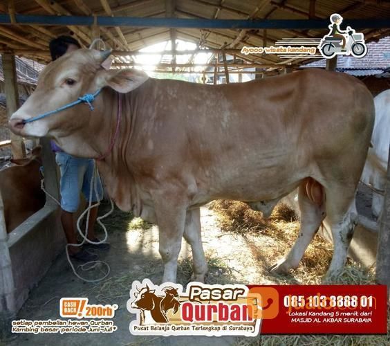 Pilihan Sapi Qurban di Kota Surabaya, Jawa Timur | Jualo.com