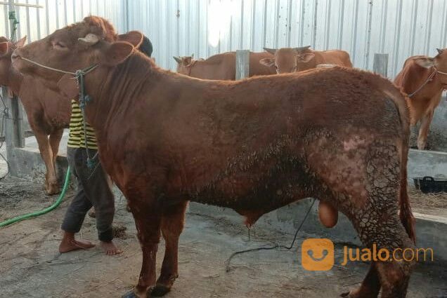Sapi Qurban Murah Tahun Ini di Kota Surabaya, Jawa Timur | Jualo.com