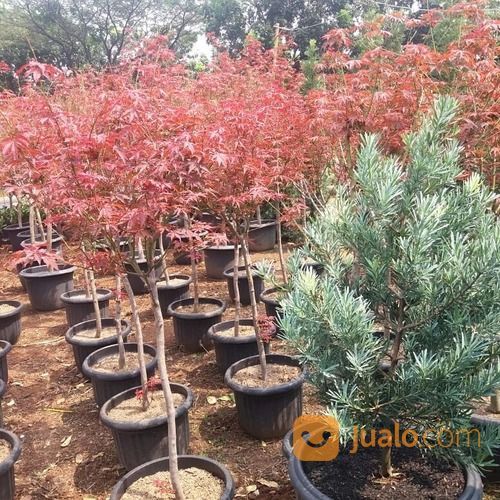 Pohon Red Maple di Kota Bogor, Jawa Barat | Jualo.com