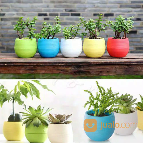 Pot Bunga Mini Bahan Plastik di Kab. Sleman, Yogyakarta | Jualo.com