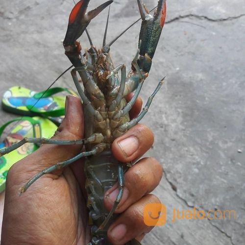 Red Claw Si Capit Merah Di Kota Surabaya Jawa Timur