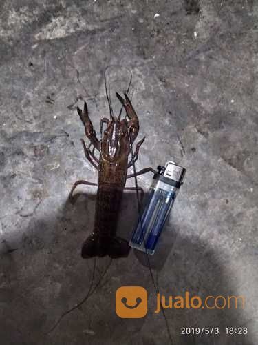 Red Claw Si Capit Merah di Kota Surabaya, Jawa Timur | Jualo.com