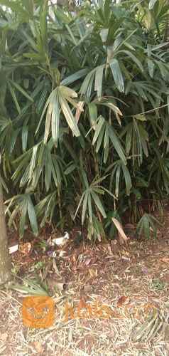Pohon Palem Waregu 081292127731 di Kota Tangerang Selatan, Banten ...