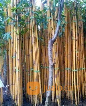 Pohon Bambu Kuning 081298415350 di Kota Tangerang Selatan, Banten ...