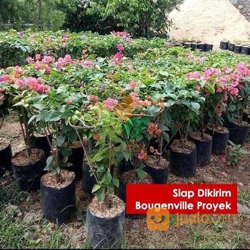 Simak! 44+ Bibit Tanaman Bunga Kertas yang Wajib Disimak! - Informasi ...