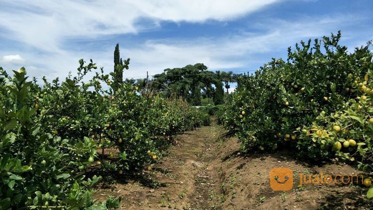 Kebun Jeruk Lemon Luas Murah Di Bumiaji Batu di Kota Batu, Jawa Timur ...
