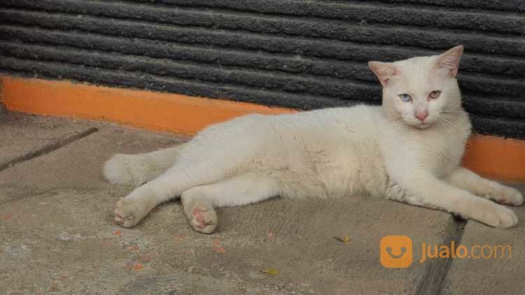 Turkish Anggora Cat With Exotic Odd Eyes di Kota Bekasi, Jawa Barat ...