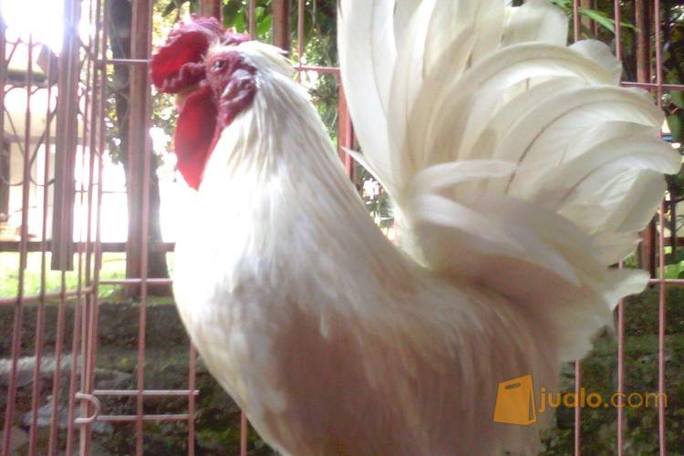 Ayam Kate Jepang Yokohama Putih Polos Jengger Kembang Langka di Kota ...