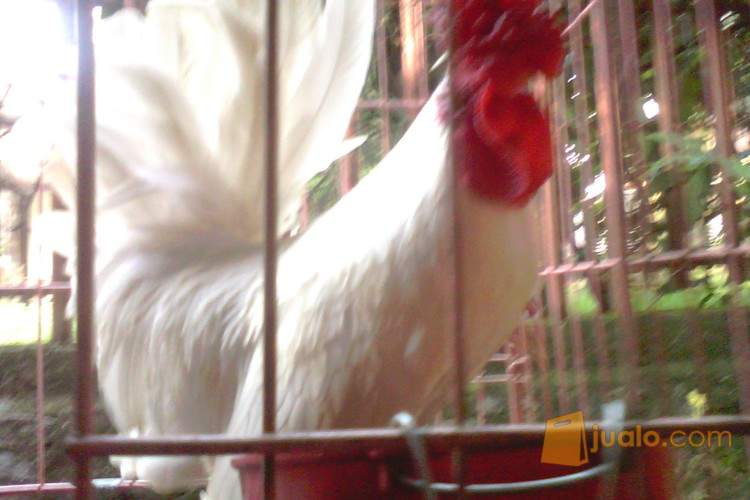 Ayam Kate Jepang Yokohama Putih Polos Jengger Kembang Langka di Kota ...