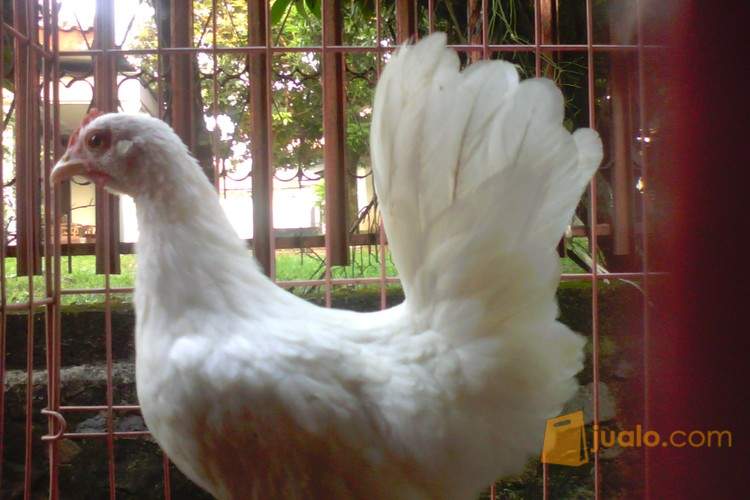 Ayam Kate Jepang Yokohama Putih Polos Jengger Kembang Langka di Kota ...