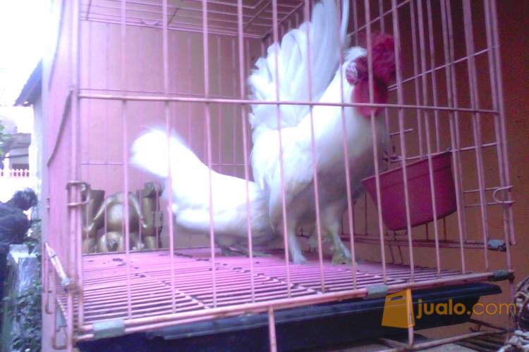 Ayam Kate Jepang Yokohama Putih Polos Jengger Kembang Langka di Kota ...