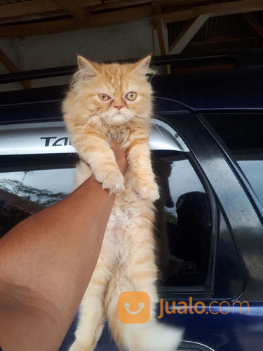 KUCING PERSIA FLATNOSE (BETINA) 4 BULAN SETENGAH. di Kota Tasikmalaya ...