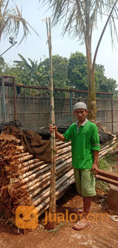 Bambu Jepang Berbagai Ukuran di Kota Bogor, Jawa Barat | Jualo.com