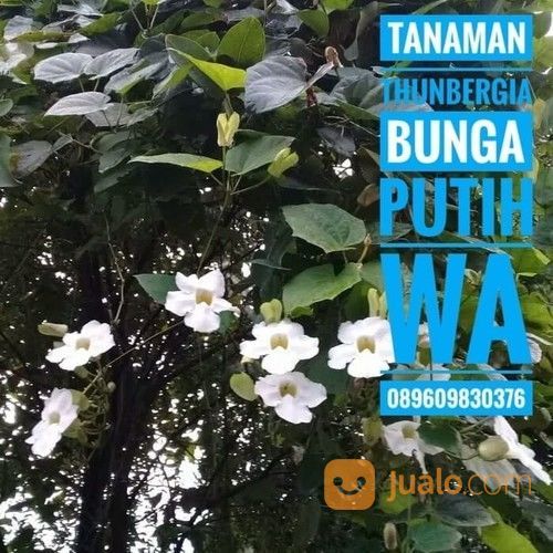 Tanaman Rambat Bunga Thunbergia Putih di Kota Bogor, Jawa Barat | Jualo.com