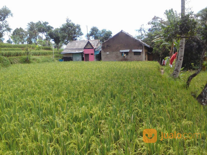 Tanah Sawah Produktif Harga Murah Di Mekarsari Cianjur | Kab. Cianjur ... Tanah Sawah Produktif Harga Murah Di Mekarsari Cianjur | Kab. Cianjur ...