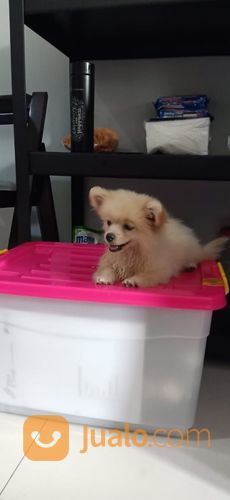 Anakan Mini Pom Stambun Dan Vaksin Dgn Harga Pake Lengkap di Kota ...