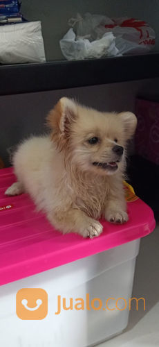 Anakan Mini Pom Stambun Dan Vaksin Dgn Harga Pake Lengkap di Kota ...