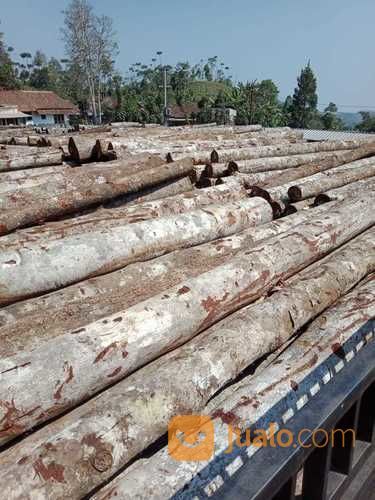 Kayu Rasamala Berkualitas di Kab. Bogor, Jawa Barat | Jualo.com