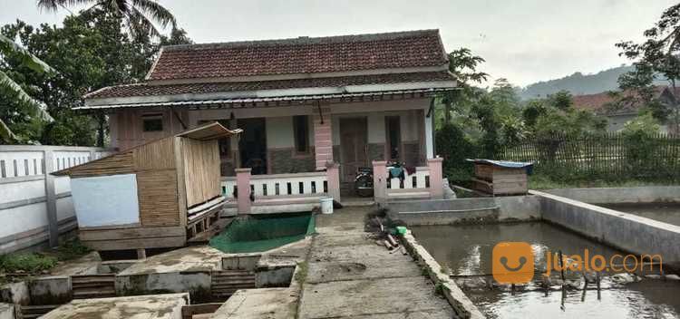 Rumah & Kolam Ikan Dekat Wisata Alam Bogor di Kota Bogor, Jawa Barat ...
