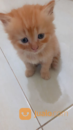 Anak Kucing Persia Lucu di Kota Pekanbaru, Riau | Jualo.com