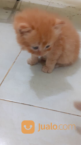 Anak Kucing Persia Lucu di Kota Pekanbaru, Riau | Jualo.com
