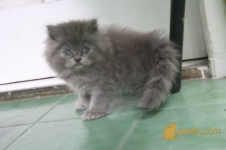 Kucing Persia Warna Blue Solid ...Gendut dan Lucu di Kota Bekasi, Jawa ...