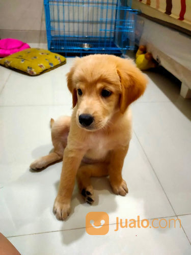 Anjing Golden Retriever di Kota Bandung, Jawa Barat | Jualo.com