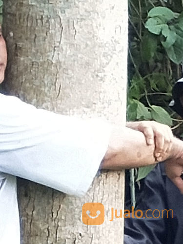 Log Kayu Jabon Continue Khusus Jabotabek di Kab. Bogor, Jawa Barat ...