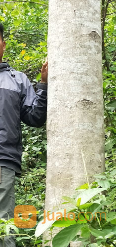 Log Kayu Jabon Continue Khusus Jabotabek di Kab. Bogor, Jawa Barat ...