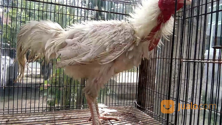 Jago Ayam Putih Mulus Walik Mata ,Kuku,Paruh Putih di Kab. Jombang ...
