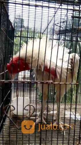 Jago Ayam Putih Mulus Walik Mata ,Kuku,Paruh Putih di Kab. Jombang ...