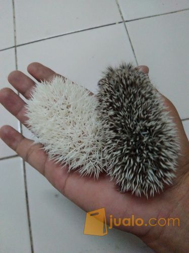 landak mini lucu dan jinak di Kota Tangerang, Banten | Jualo.com