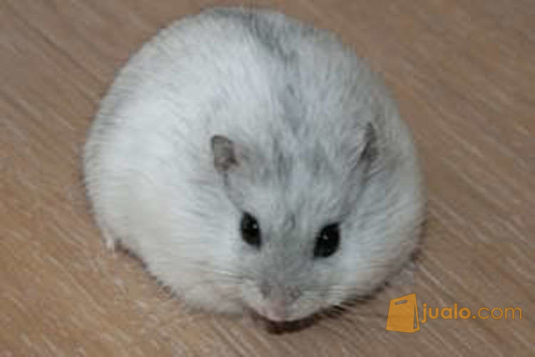 Hamster Grosir/Eceran Murah di Kota Tangerang Selatan, Banten | Jualo.com