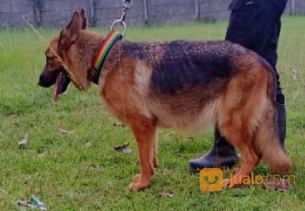 Anjing Ras German Shepherd di Kab. Bogor, Jawa Barat | Jualo.com