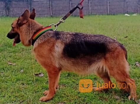 Anjing Ras German Shepherd di Kab. Bogor, Jawa Barat | Jualo.com