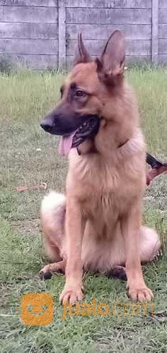 Anjing Ras German Shepherd di Kab. Bogor, Jawa Barat | Jualo.com