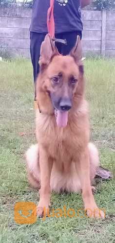 Anjing Ras German Shepherd di Kab. Bogor, Jawa Barat | Jualo.com